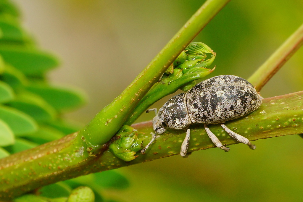 Texas Marbled Weevil from Nuevo Centro Metropolitano de Saltillo ...