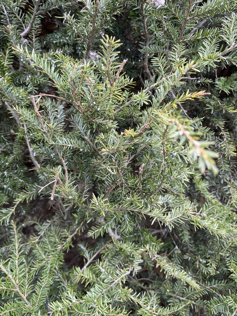 eastern hemlock from Juniata College, Huntingdon, PA, US on March 20 ...