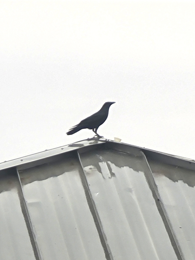 Crows and Ravens from Alabama Point East, Orange Beach, AL, USA on ...