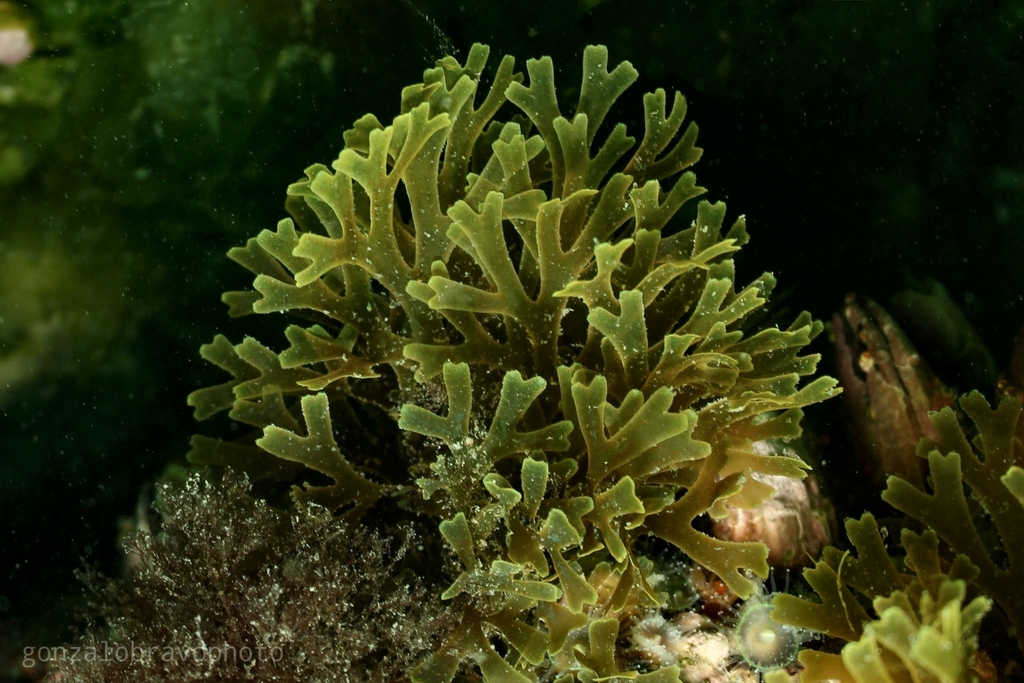 Dictyota (Biodiversidad Marina Intermareal PIMCPA ) · iNaturalist