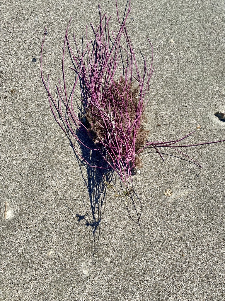Colorful Sea Whip from Dewees Island, Dewees Island, SC, US on March 20 ...