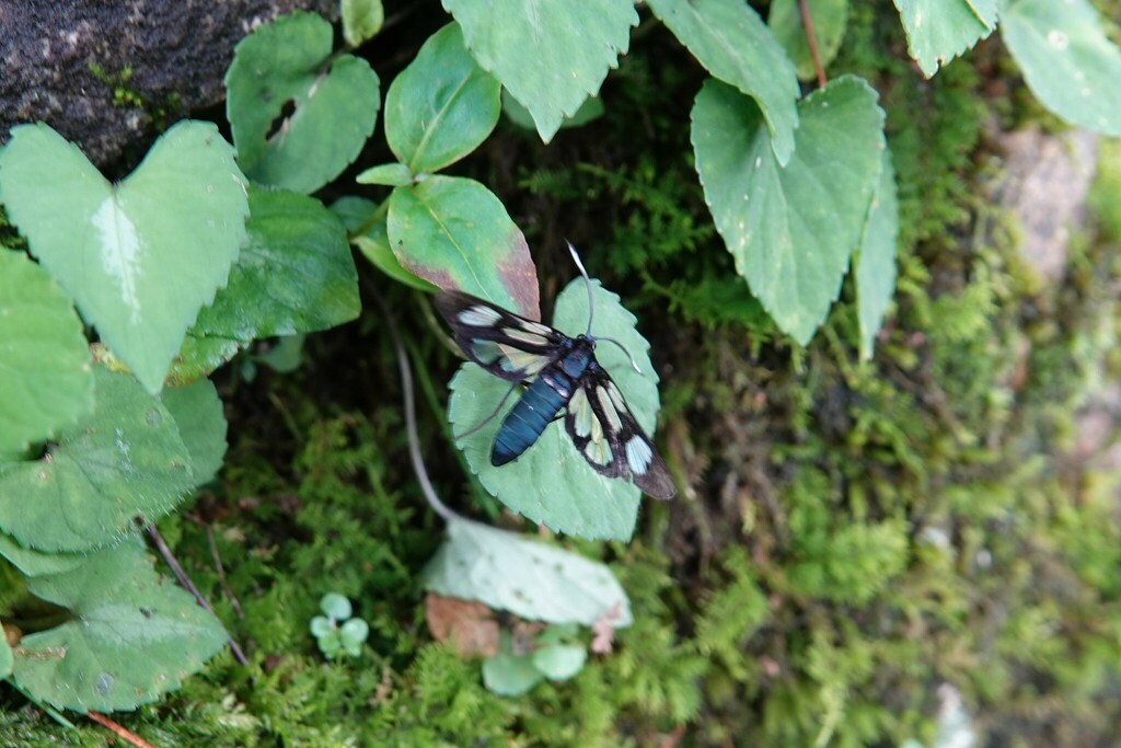 Piarosoma from Huangshan District, Huangshan City, Anhui, China on August 2, 2023 at 01:01 PM by ...