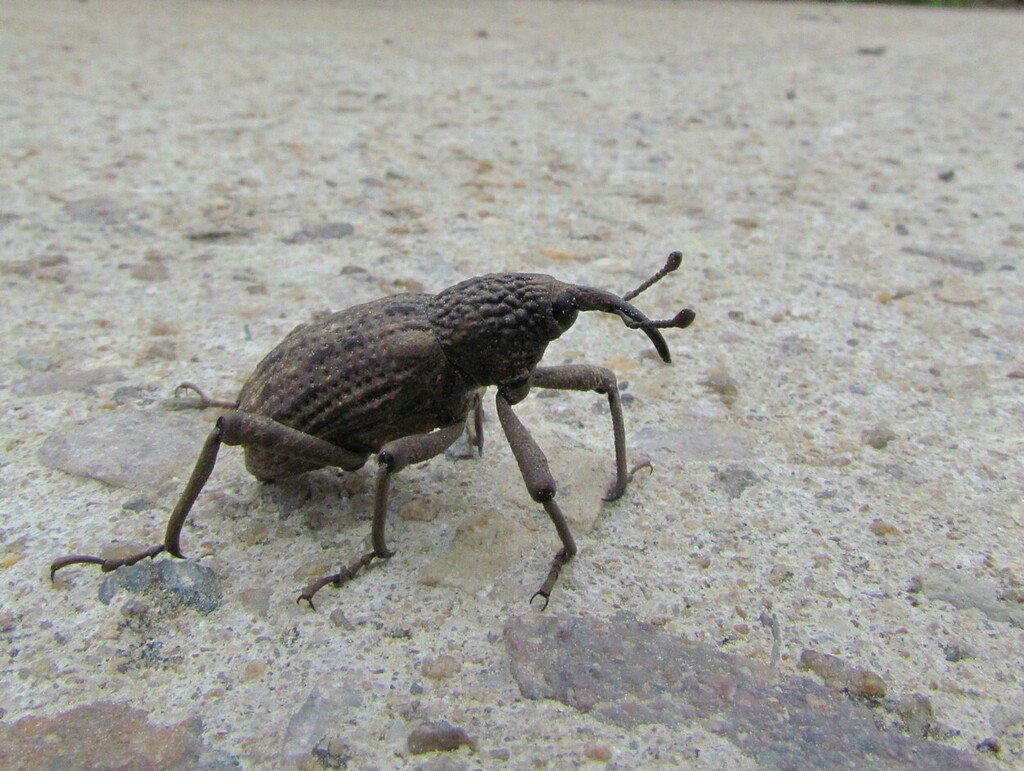 Sipalinus gigas from Ongjin-gun, Incheon, Sydkorea on May 25, 2011 at ...