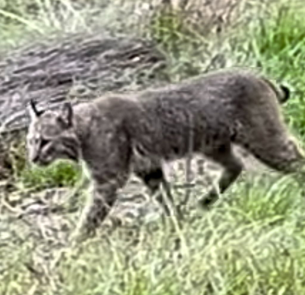 Bobcat from Allen, TX, US on March 20, 2024 at 11:26 AM by stephanie ...