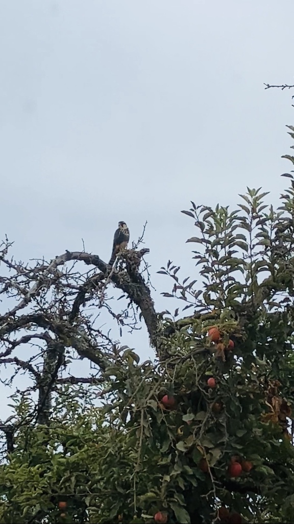 Aplomado Falcon from Panguilemo, Talca, Región del Maule, CL on March ...