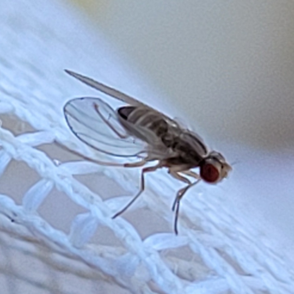 Scaptomyza from Wichita Falls, TX 76309, USA on March 19, 2024 at 06:22 ...