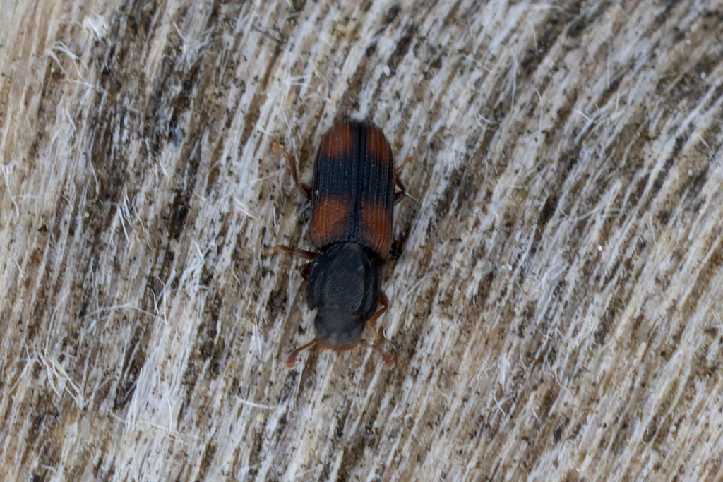 Crenate Cylindrical Bark Beetle from 21 Drage, Deutschland on March 20 ...