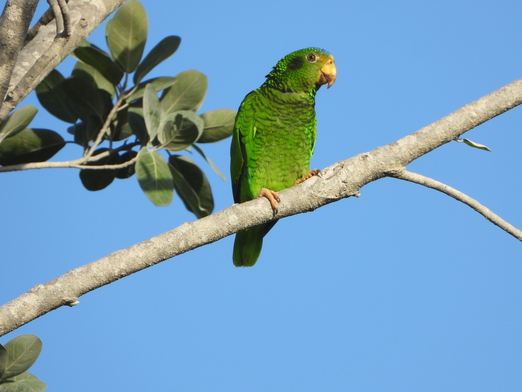 Yellow-lored Parrot in March 2024 by angel_castillo_birdingtours ...