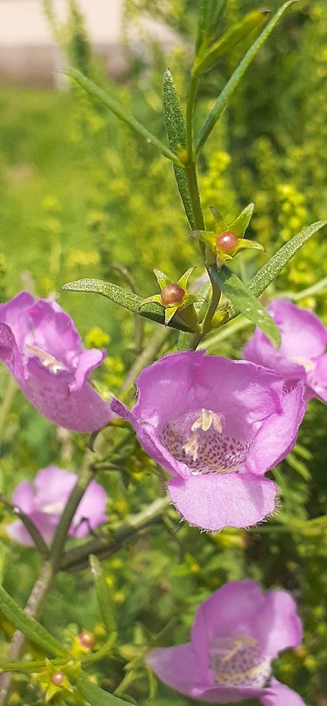 Prairie False Foxglove from Victoria County, TX, USA on October 14 ...