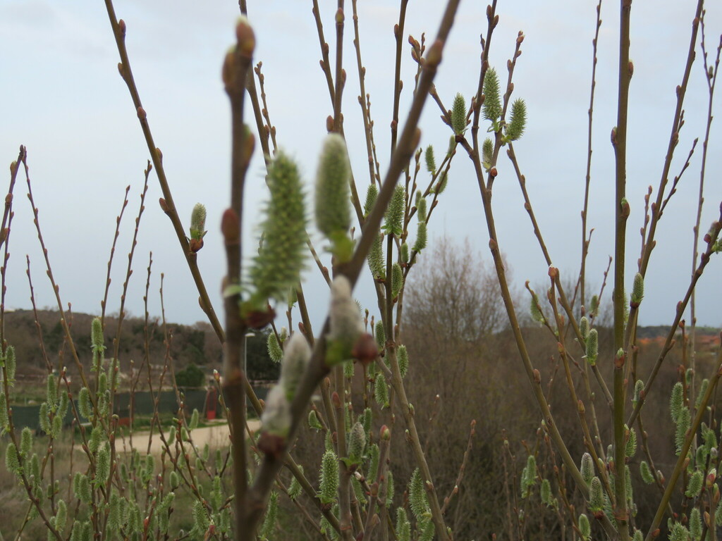 Rusty Willow from 28794 Guadalix de la Sierra, Madrid, España on March ...