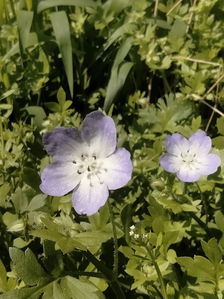 Texas baby blue eyes from Dallas, TX 75210, USA on March 20, 2024 at 12 ...