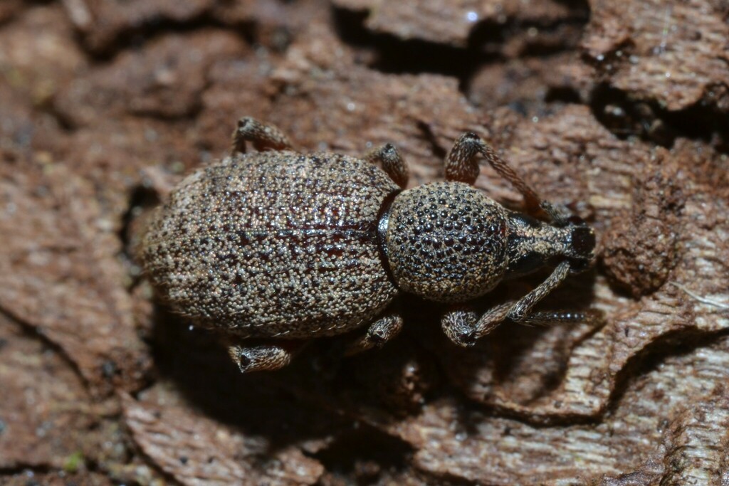 Clay-coloured Weevil from Tréduder, France on March 20, 2024 at 01:09 ...