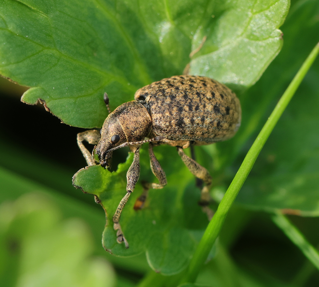 chequered weevil from Oudalle, France on March 19, 2024 at 07:07 PM by ...