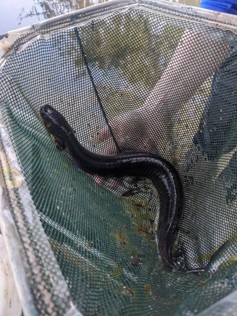 Greater Siren from Alachua County, US-FL, US on March 20, 2024 at 09:10 ...