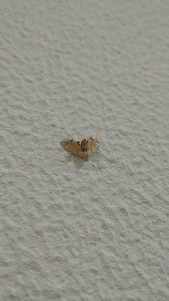 Rosy Tabby from Университетская площадь 1, корпус 1, к, Воронеж ...