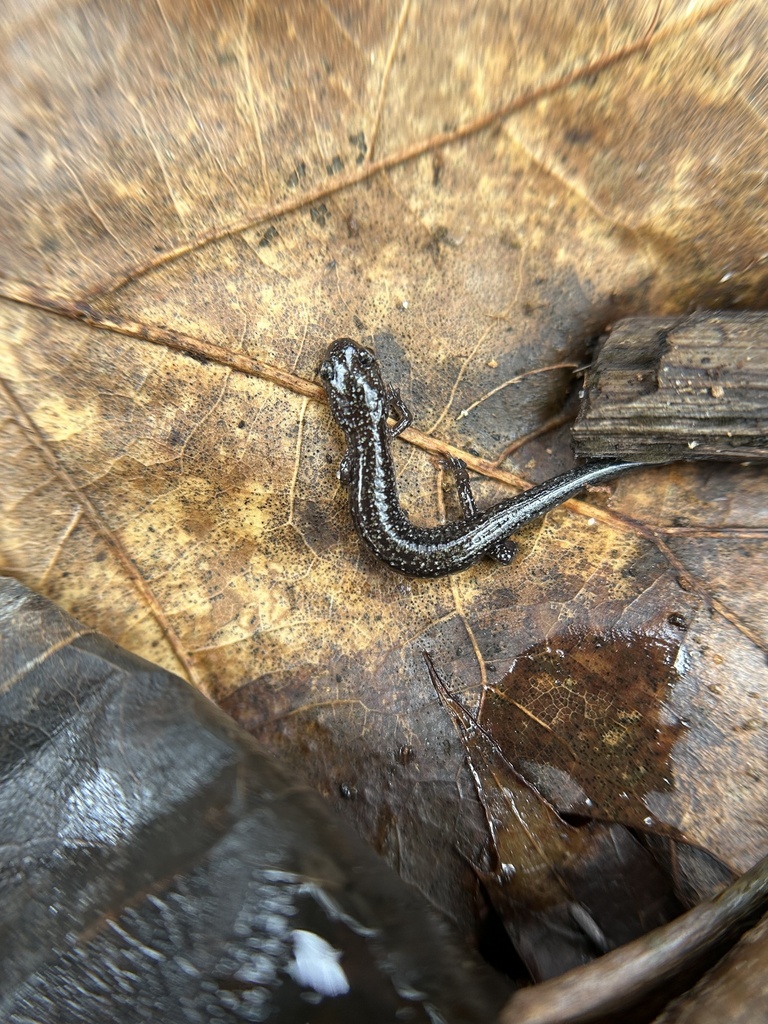Eastern Red-backed Salamander from Seidman Park, Ada, MI, US on March ...