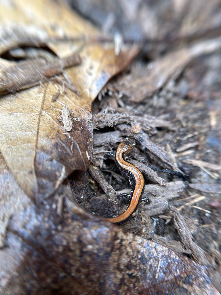 Eastern Red-backed Salamander from Seidman Park, Ada, MI, US on March ...