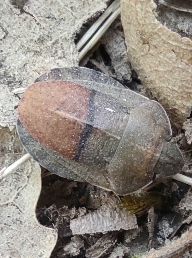 southern broad-bellied bug from Madrid, España on March 20, 2024 at 03: ...