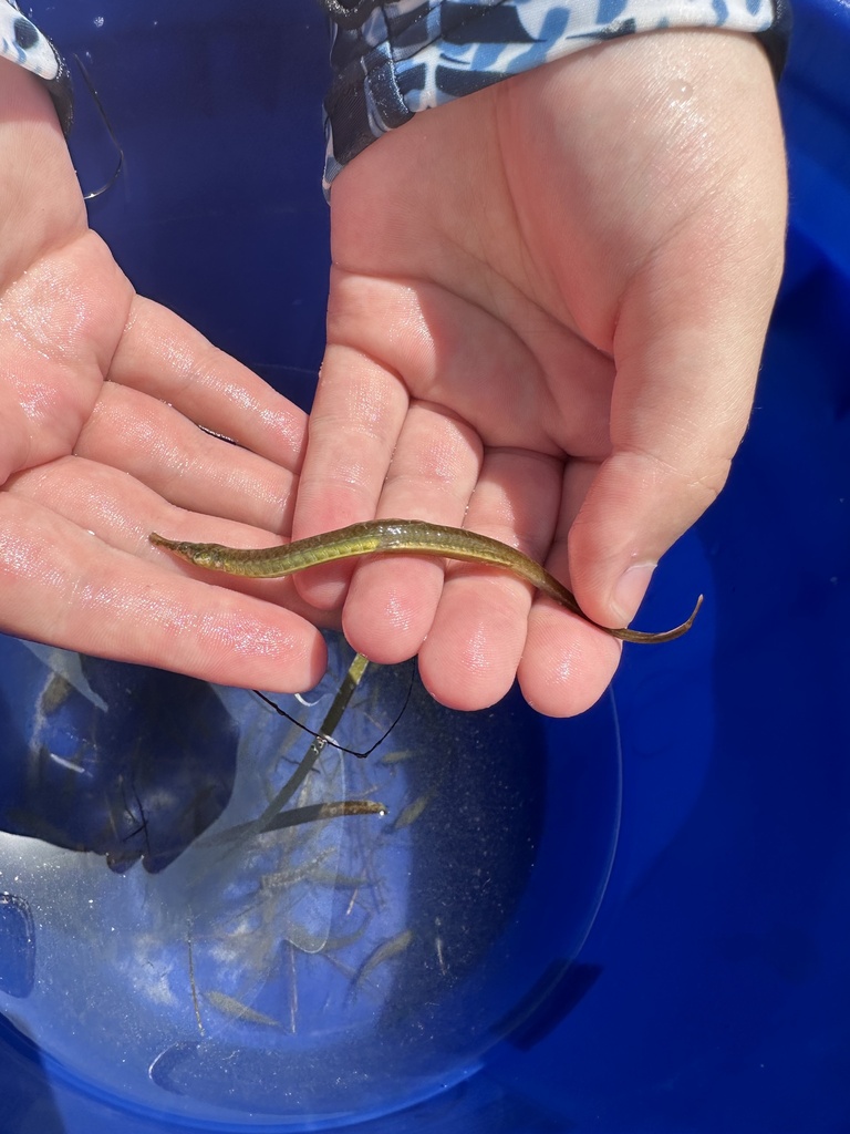 Gulf pipefish from Big Lagoon, FL, US on June 12, 2023 at 12:32 PM by ...