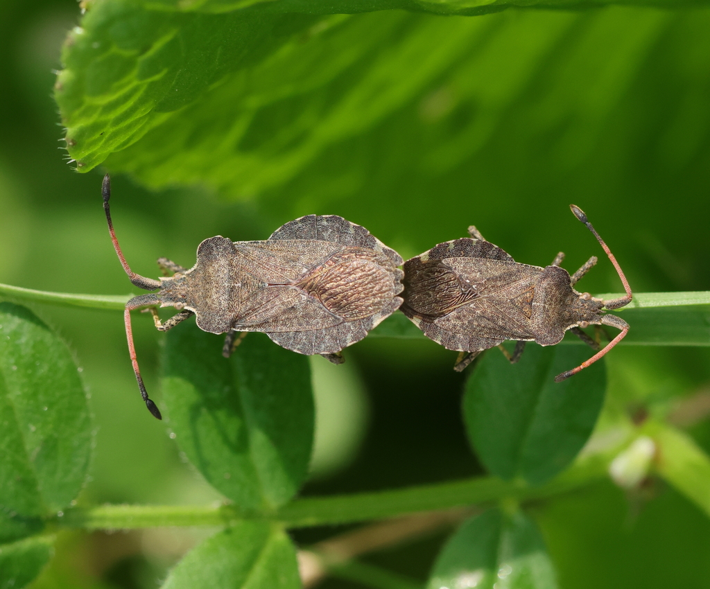 Boat Bug from 76430 Saint-Vigor-d'Ymonville, France on March 20, 2024 ...