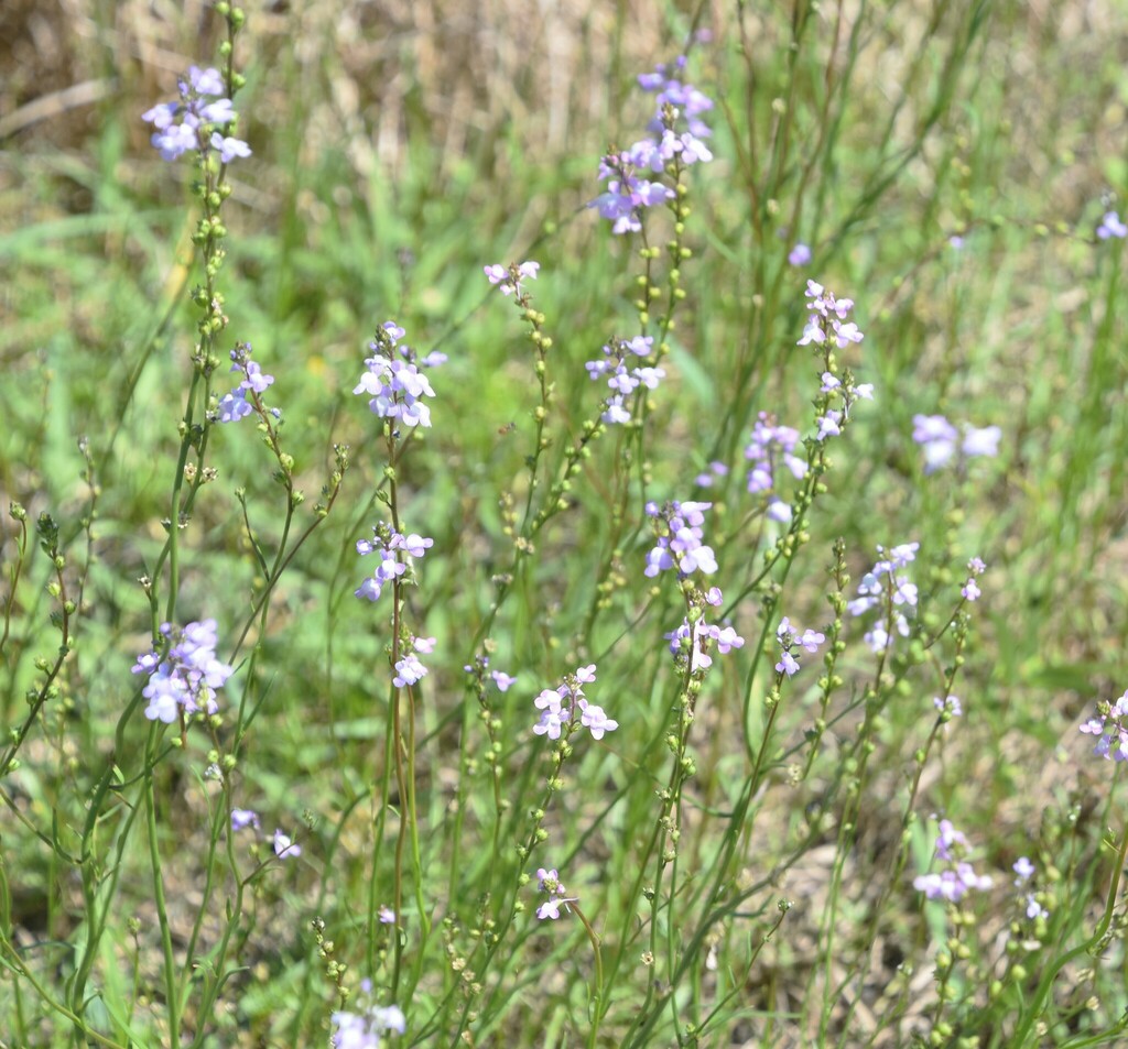 blue toadflax from Polk County, FL, USA on March 20, 2024 at 12:16 PM ...