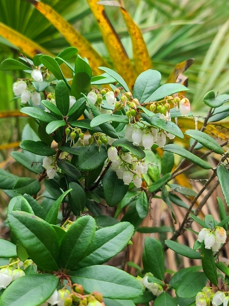climbing fetterbush from Jeff Friend Trail, Bon Secour National ...