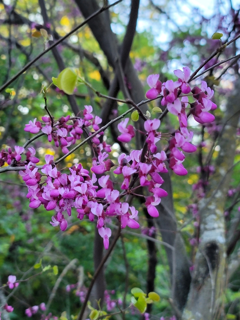 Western Redbud from Vacaville, CA, USA on March 19, 2024 at 06:57 PM by ...
