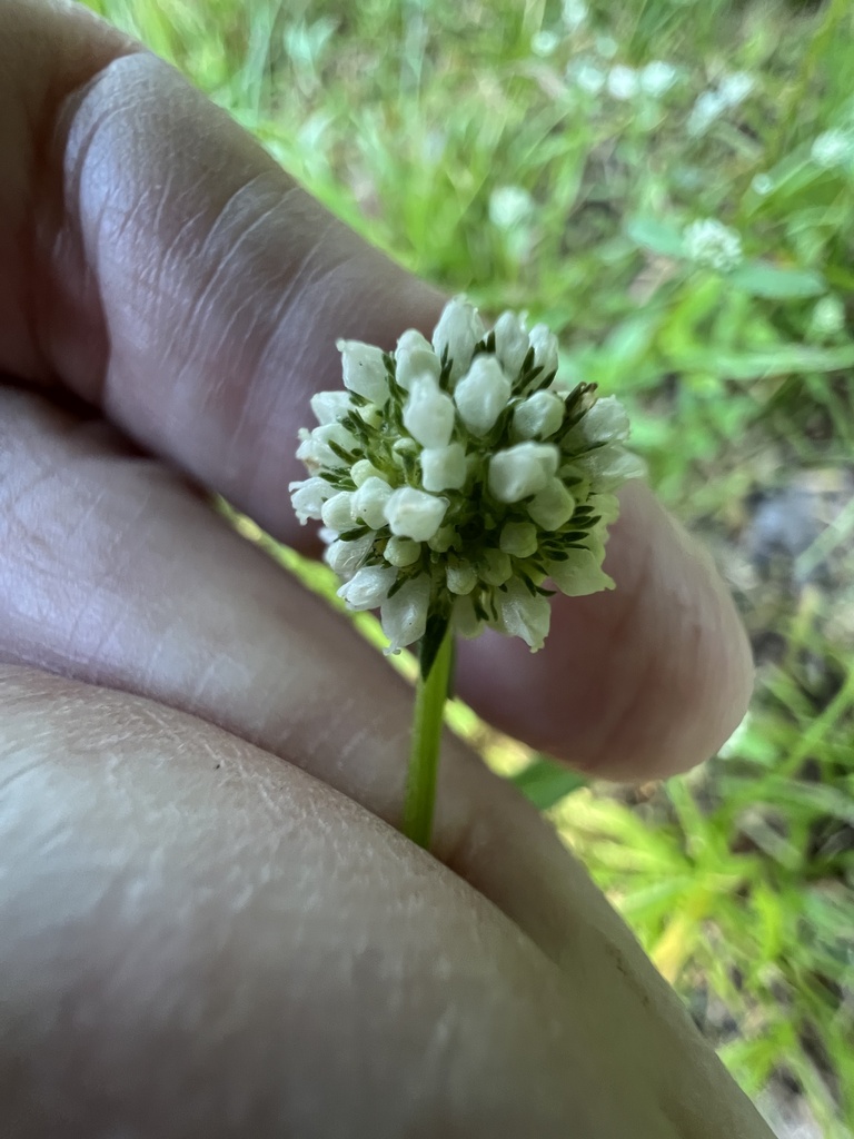 shrubby false buttonweed from SW Osceola St, Indiantown, FL, US on ...