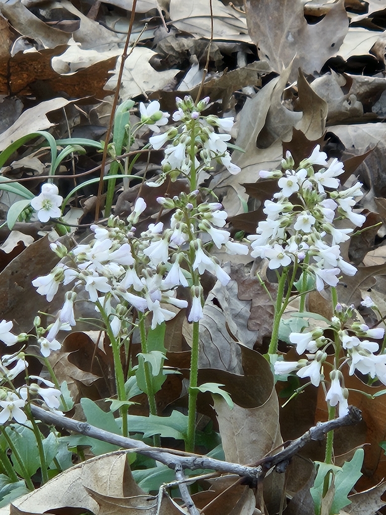 Bittercresses and Toothworts in March 2024 by dominicentomology ...