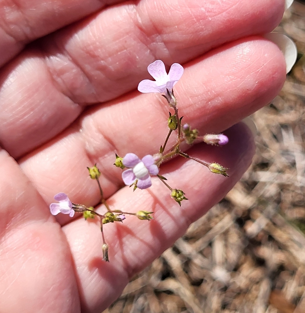 Florida toadflax in March 2024 by Melissa · iNaturalist