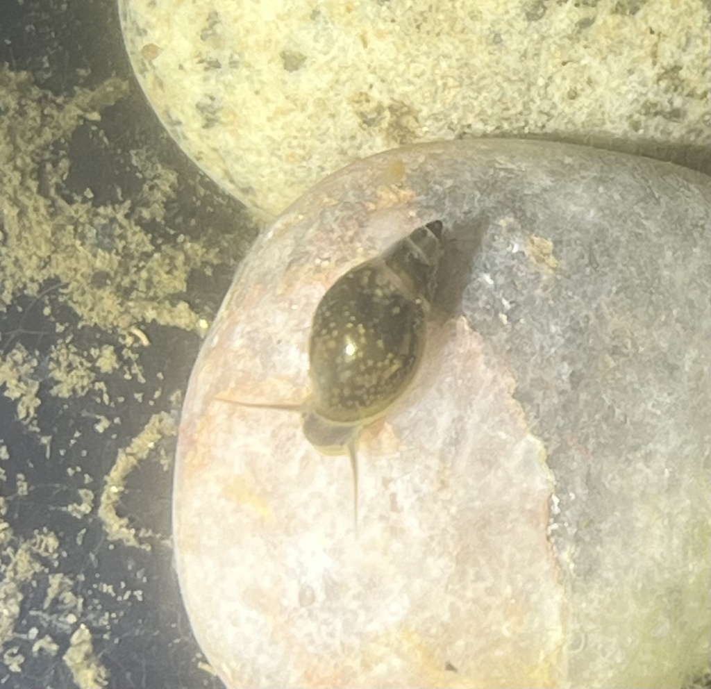 Acute Bladder Snail in March 2024 by buzzg · iNaturalist
