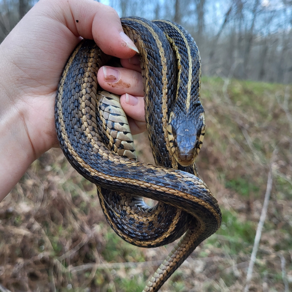 Common Garter Snake in March 2024 by Danica. 2ft nice thick garter ...