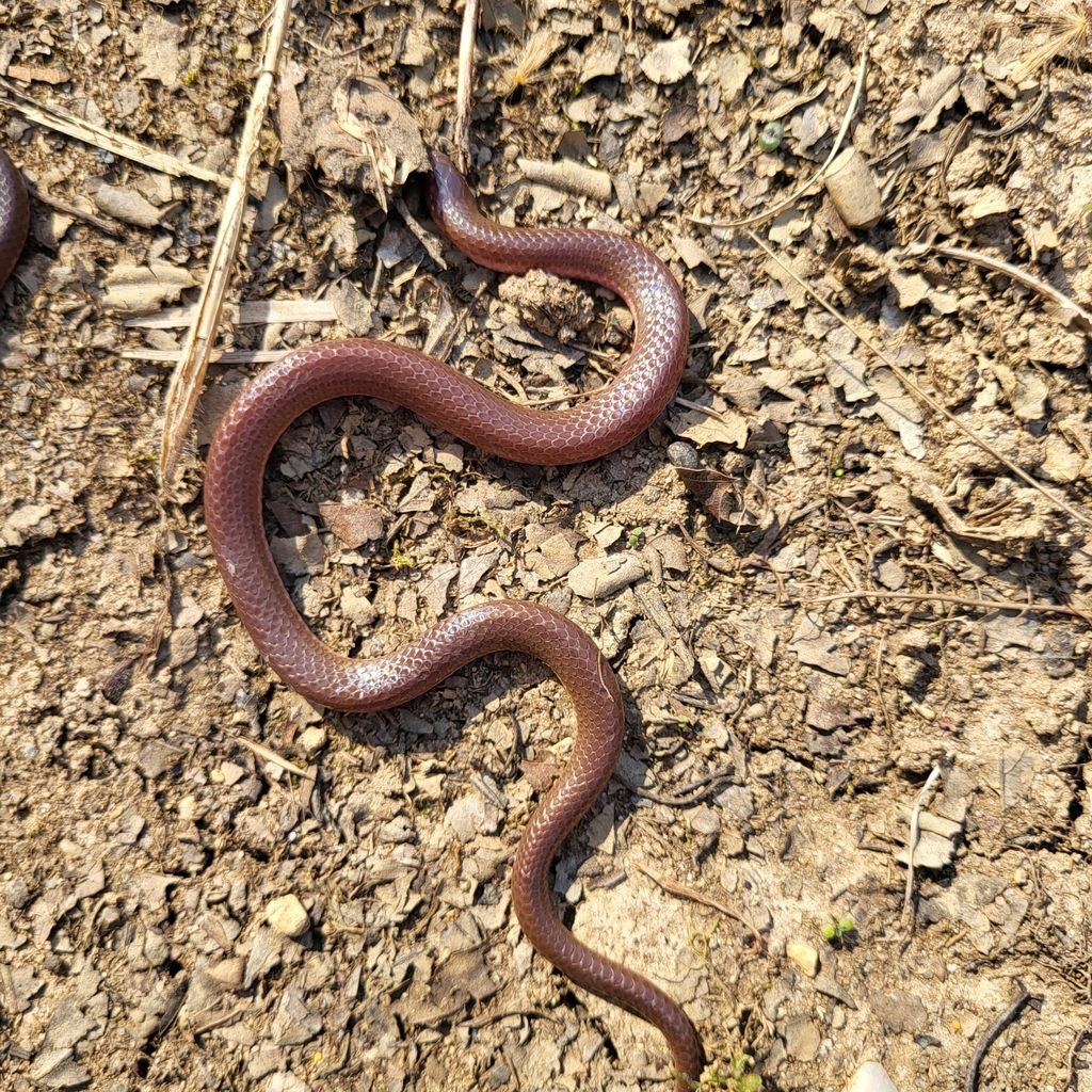 Eastern Worm Snake in March 2024 by Danica. 65° · iNaturalist