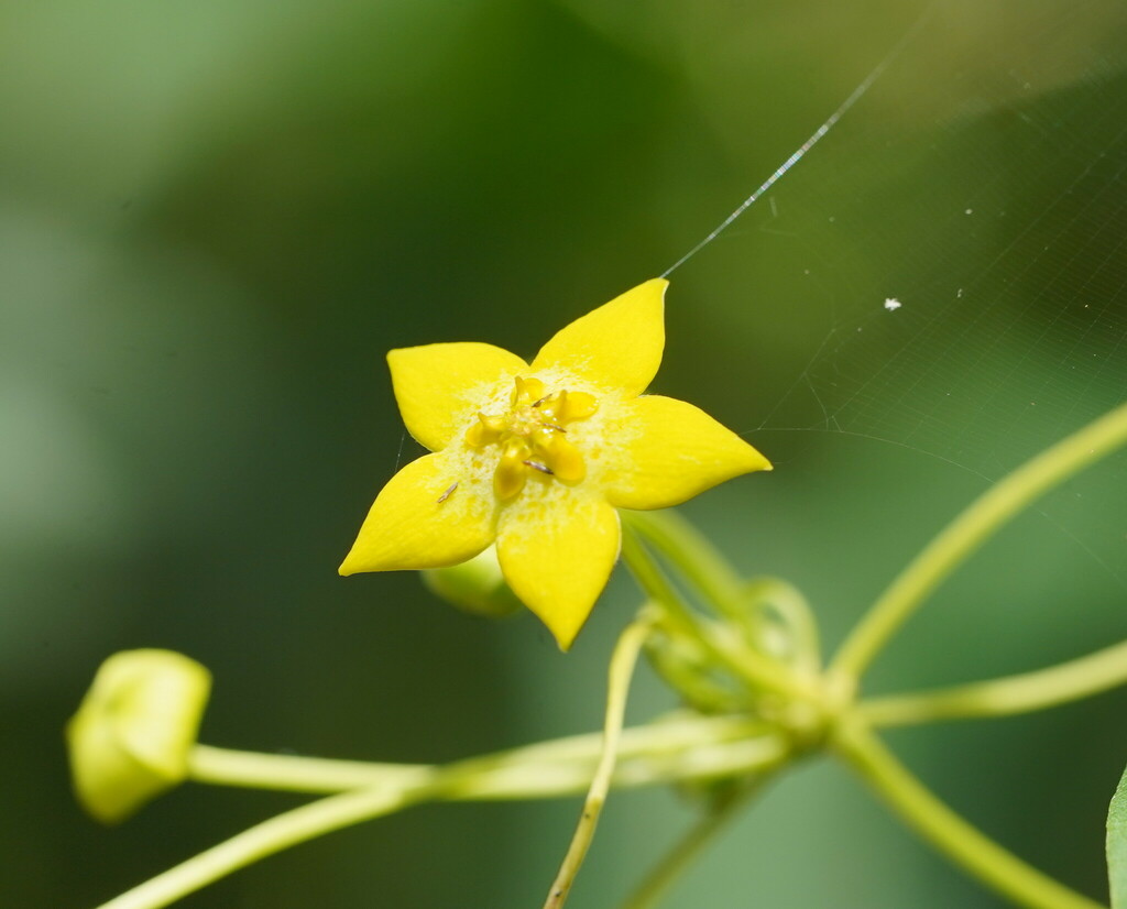 dogbane family from Middle Point NT 0822, Australia on March 18, 2024 ...