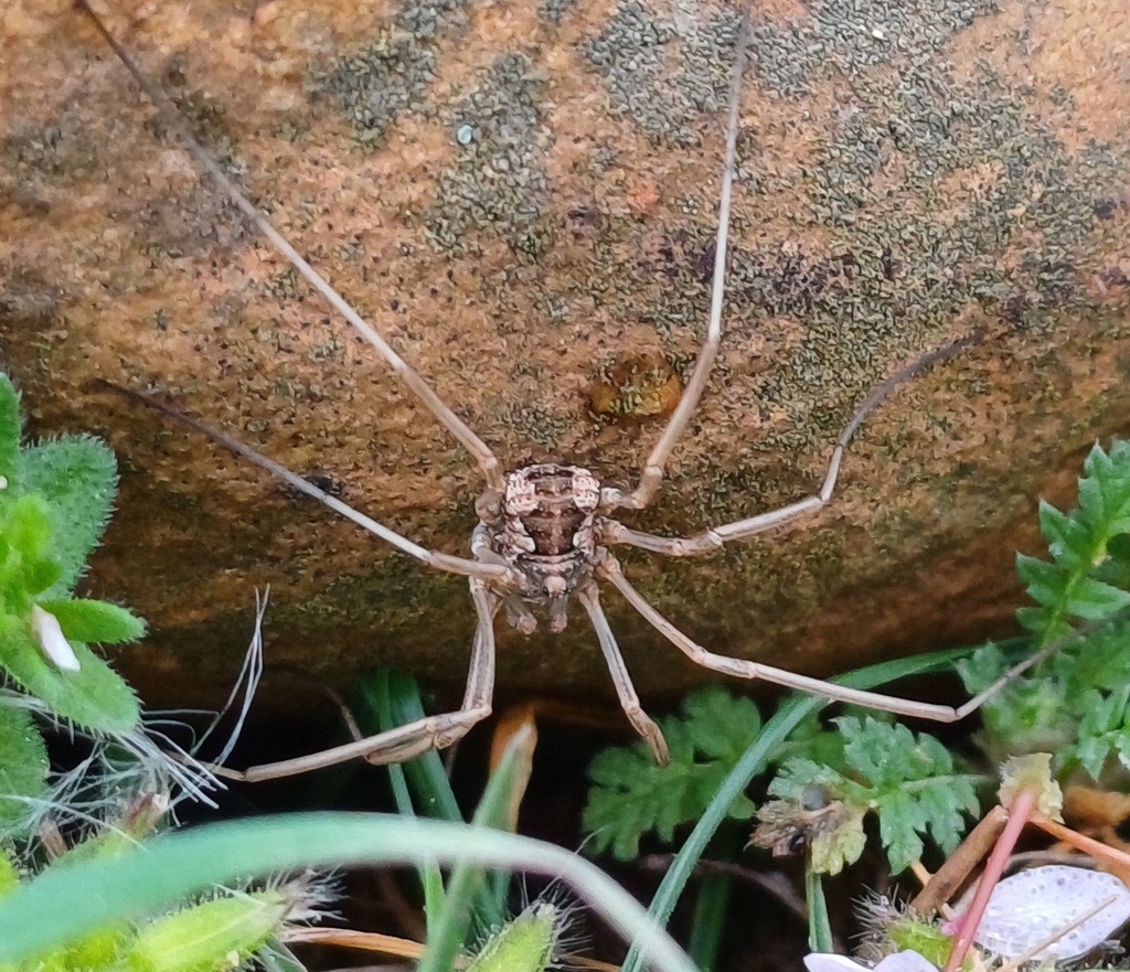 European Harvestman from Saint-Martin-de-Crau, France on March 18, 2024 ...