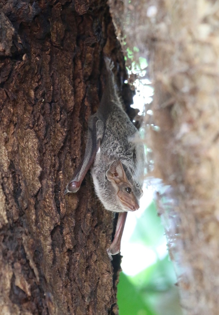 Mauritian Tomb Bat from Marovoay, Madagascar on October 26, 2023 at 02: ...