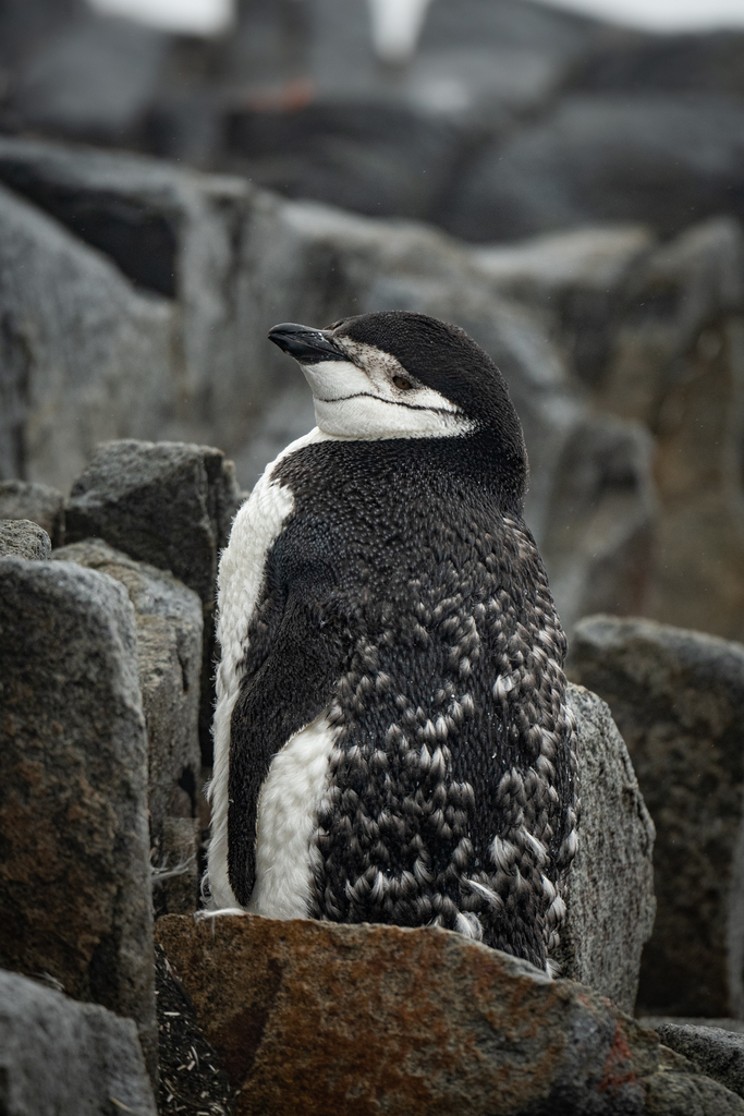Chinstrap Penguin from Antarctica on February 29, 2024 at 03:15 PM by ...