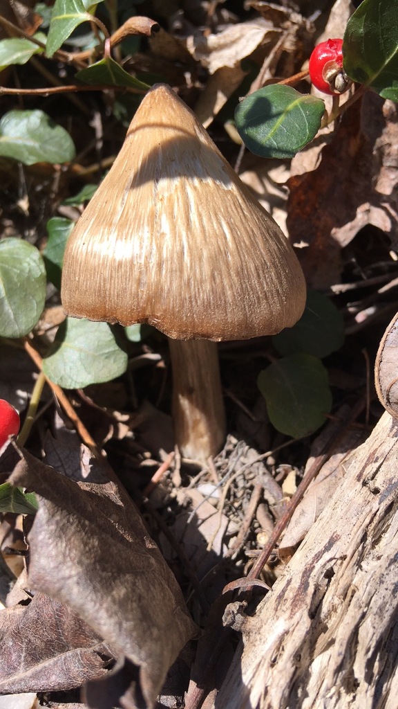 star pinkgill from Montgomery County, MD, USA on March 20, 2024 at 06: ...