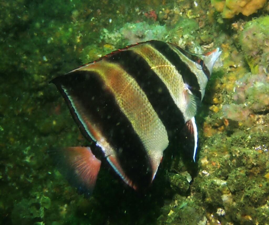 Eastern Talma from Sydney NSW, Australia on March 15, 2024 at 12:19 PM ...