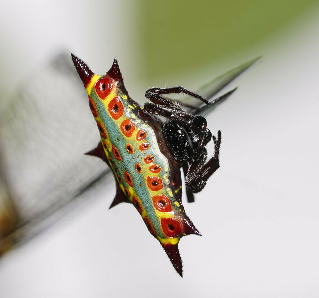 Spiny Orbweavers from Middle Point NT 0822, Australia on March 18, 2024 ...