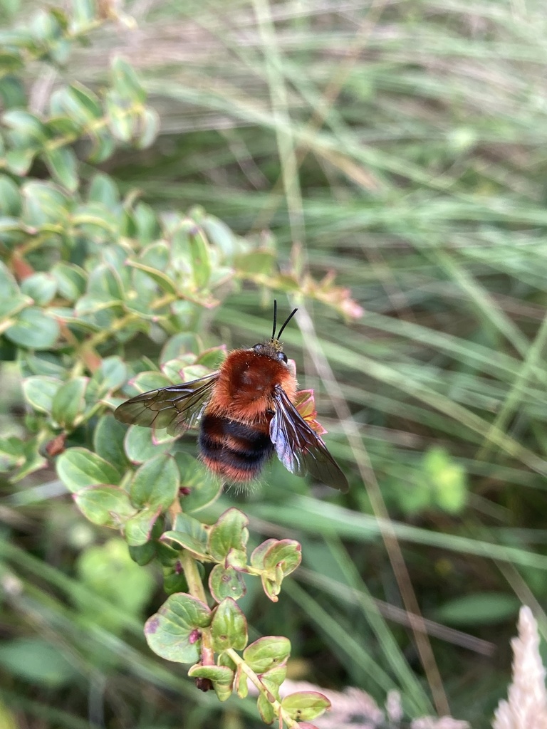 Andean Red Bumble Bee from Ruta Sagrado Cuicocha, Cotacachi, Imbabura ...