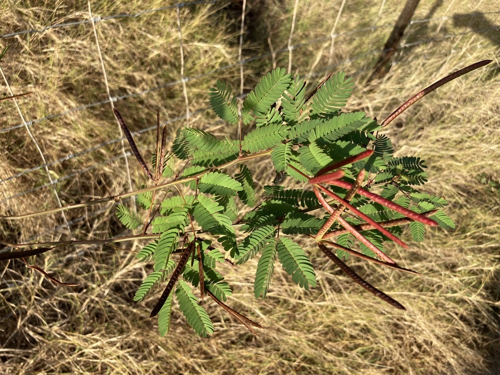 pigeon bundleflower from Saint Eustatius, Saba, BQ on March 20, 2024 at ...