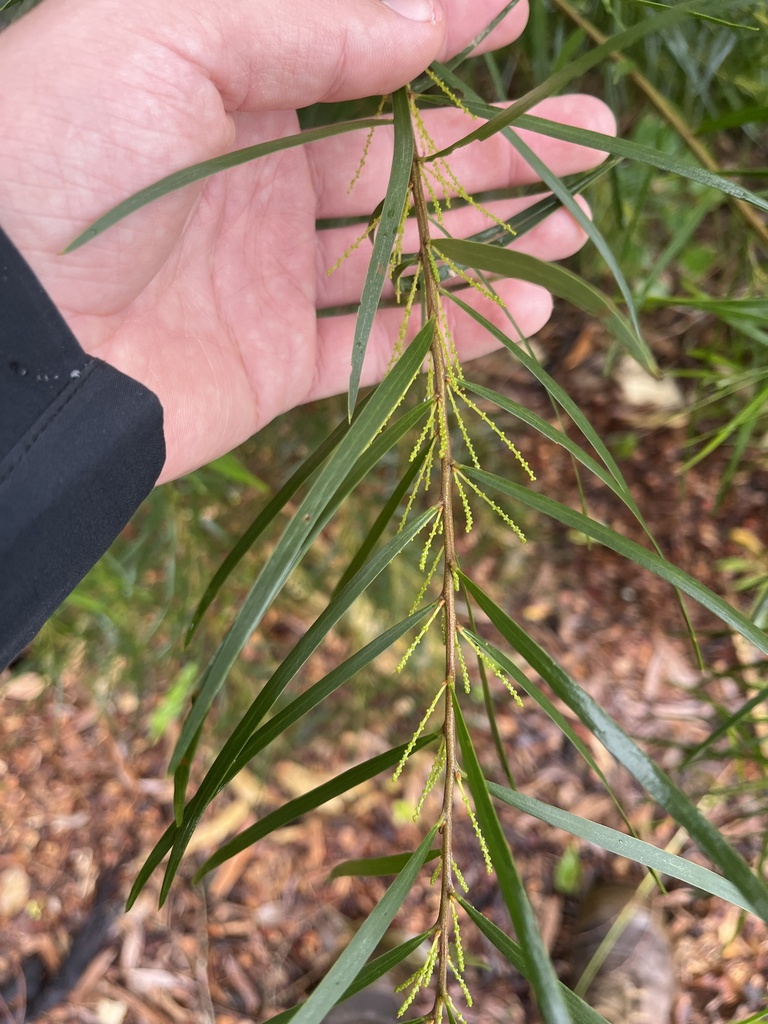Long leaf Wattle from University of the Sunshine Coast, Sippy Downs ...