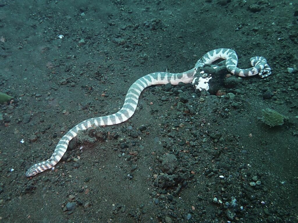 Little File Snake from Karang Asem, ID-BA, ID on March 15, 2024 at 11: ...