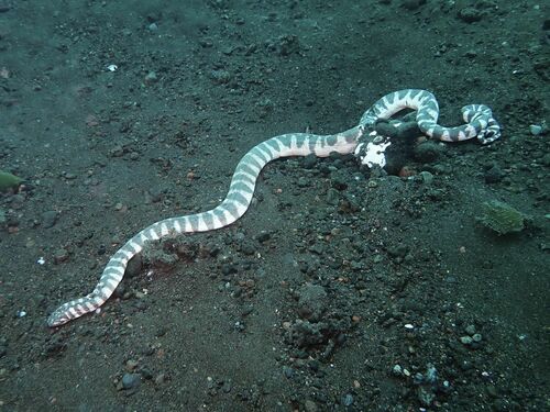 Aquatic File Snakes (Acrochordidae) - Snakes and Lizards