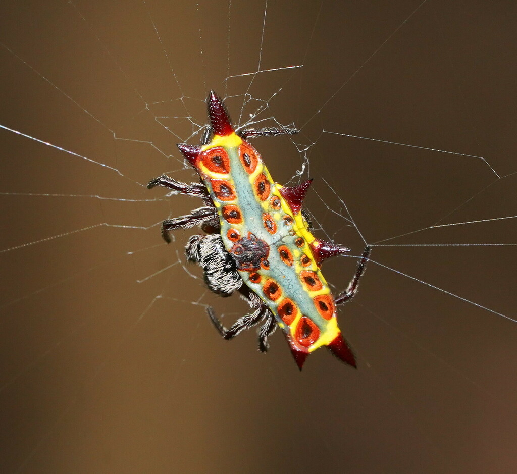 Spiny Orbweavers from Middle Point NT 0822, Australia on March 18, 2024 ...