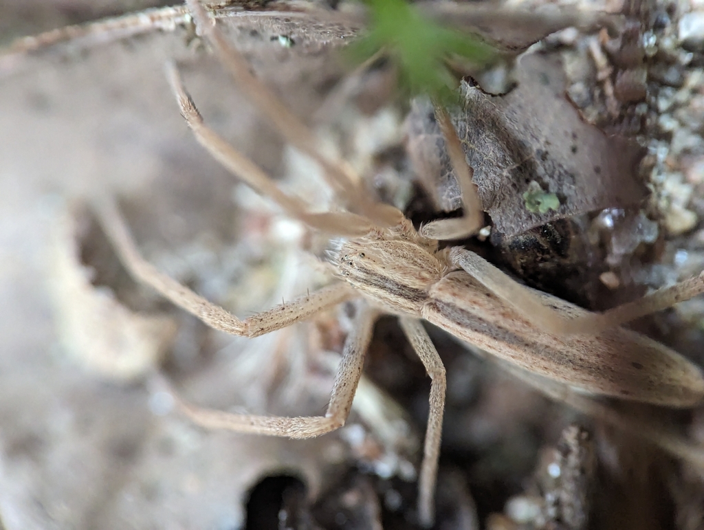 Oblong Running Spider in March 2024 by Zihao Wang · iNaturalist