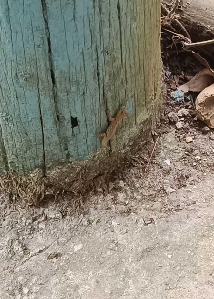 Wiegmann's Striped Gecko from Mayaro Rio Claro Regional Corporation ...