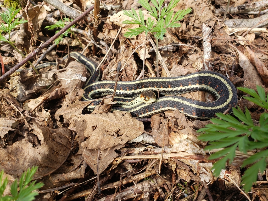 Common Garter Snake from Custer, WA 98240, USA on March 20, 2024 at 03: ...