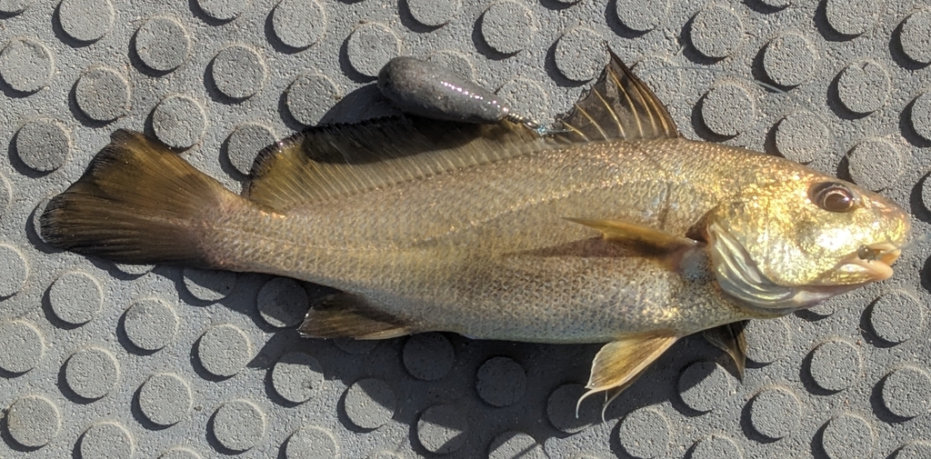 Johnius from Dutton Park QLD 4102, Australia on March 21, 2024 at 07:53 ...